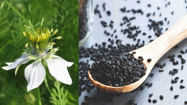 KALONJI - HEALTH BENEFITS - Ayurvedunani